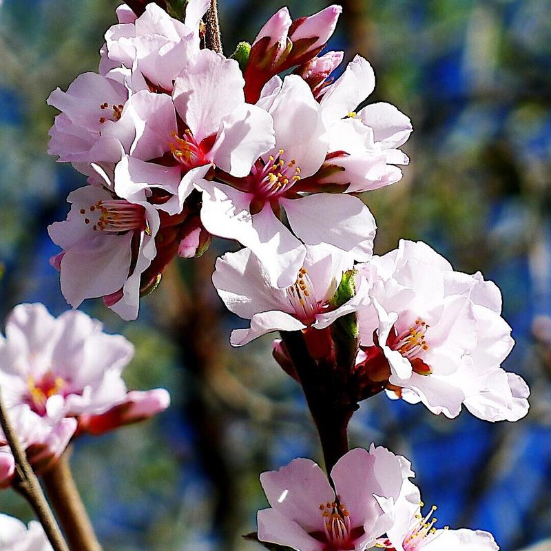 5 Nanking Chinese Dwarf Cherry Tree Seeds (Prunus tomentosa) Fruit Fast ...