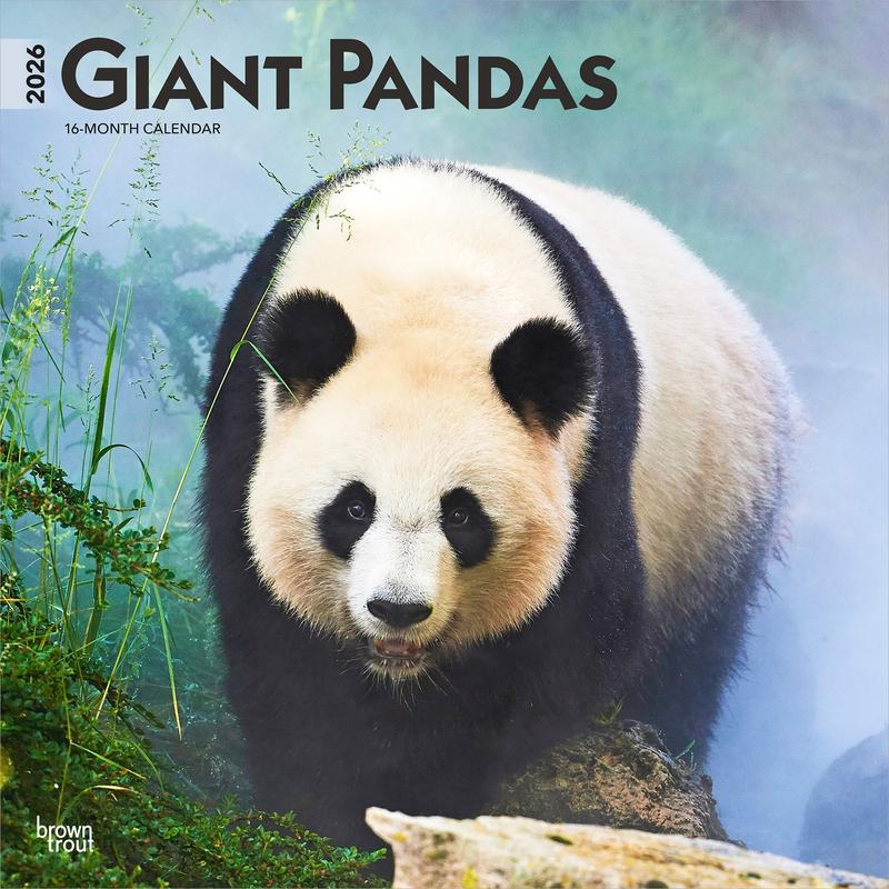 Giant Pandas | 2026 12 x 24 Inch (Hanging) Monthly Square Wall Calendar ...