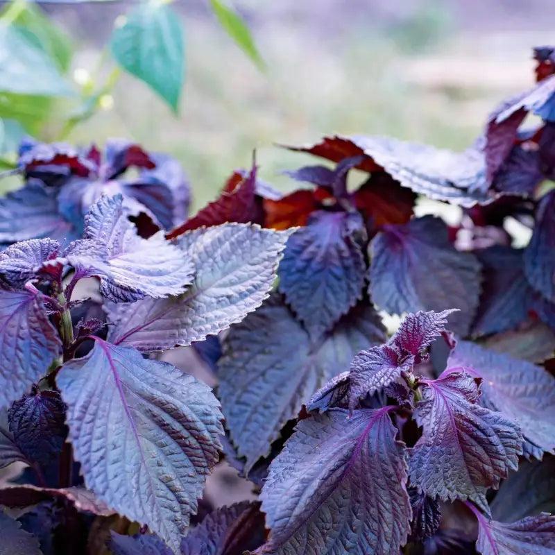 Great Description About Perilla Plant For Sale